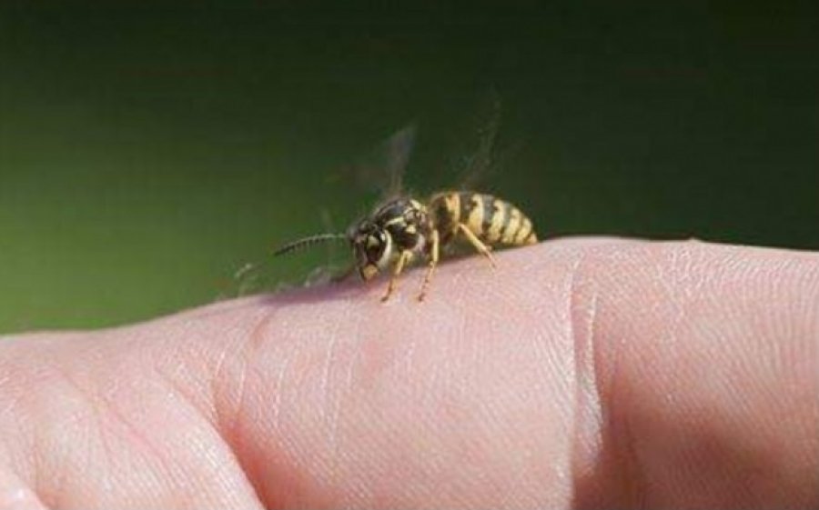 Tragjike në Tropojë, 47-vjeçarin e pickon grerëza, humb jetën rrugës ...