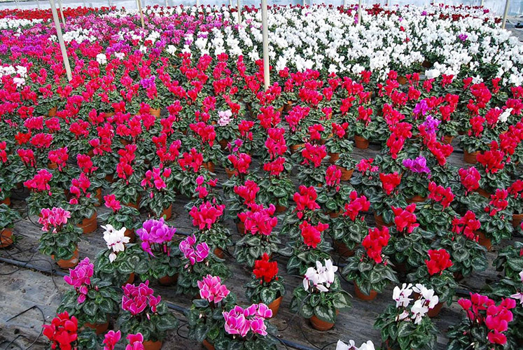 Ja pse janë kaq të kushtueshme lulet natyrale | Gazeta Telegraf