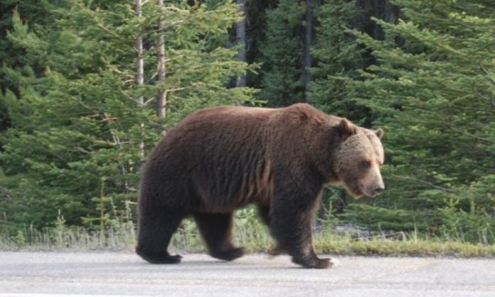 Ariu sulmon dhe vret muzikantin francez në Kanada | Gazeta Telegraf