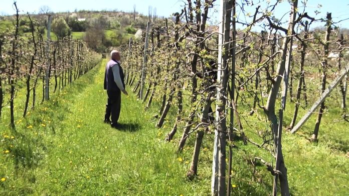 Covid-19 “ndihmon” në shitjen e të gjithë prodhimit të mollëve në ...