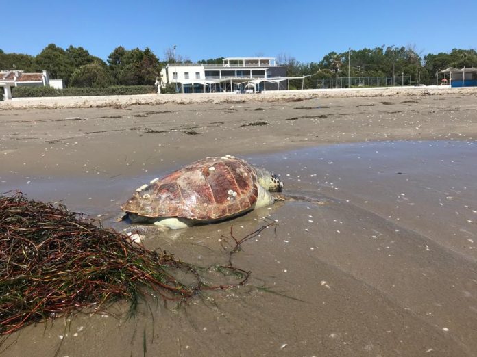 Breshka e madhe del në breg të detit në Durrës, entuziazmohen banorët ...