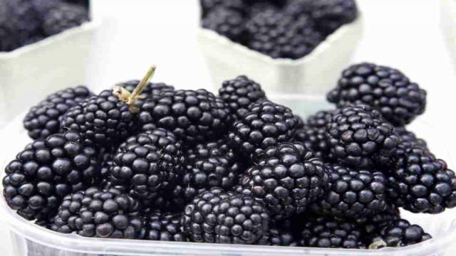 Njihuni me vetitë kuruese të manaferrave… | Gazeta Telegraf