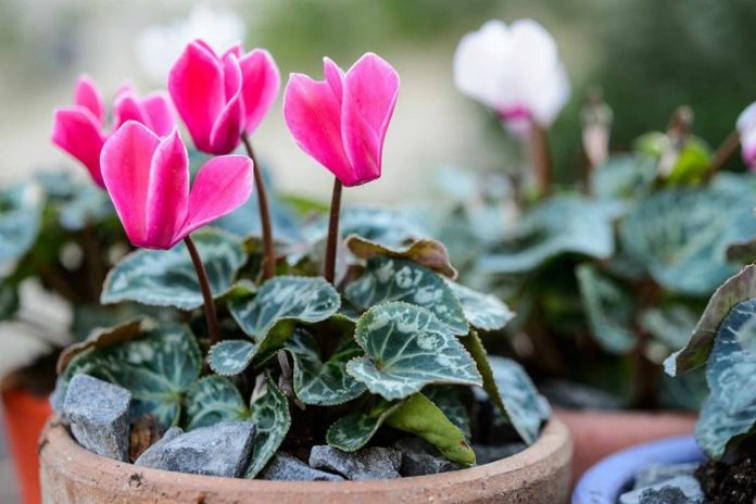 Si t’i mbroni bimët e shtëpisë dhe kopështit nga ngrica | Gazeta Telegraf